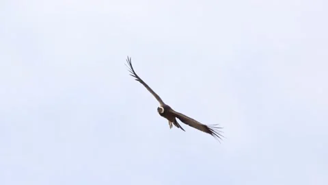 A magnificent Andean condor in flight. ... | Stock Video | Pond5