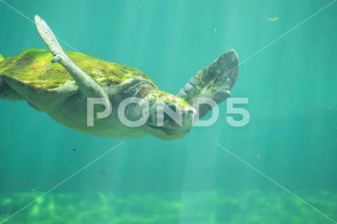 A magnificent huge sea turtle in full face swims in the sea water among ...