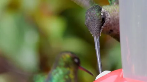 Territorial Hummingbirds Stock Video Footage | Royalty Free Territorial ...