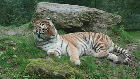 Siberian Tiger Stock Videos – Royalty-Free HD & 4K Videos | Page 6