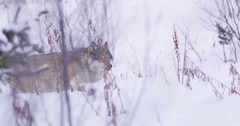 Wolf Marking Territory Stock Videos – Royalty-Free HD & 4K Videos | Pond5