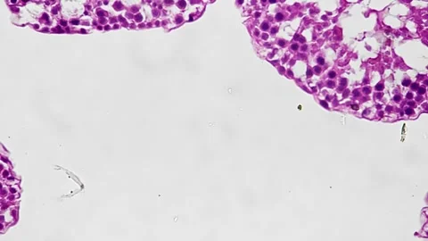Magnified view of testis in male reprodu... | Stock Video | Pond5