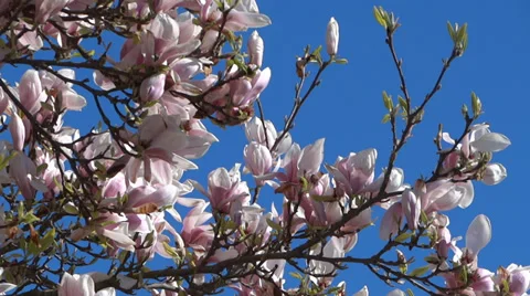 Magnolia Clip Stock Videos – Royalty-Free HD & 4K Videos