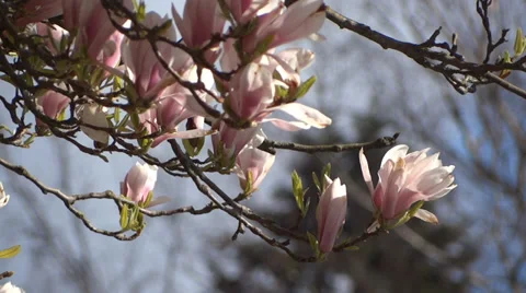 Magnolia Clip Stock Videos – Royalty-Free HD & 4K Videos