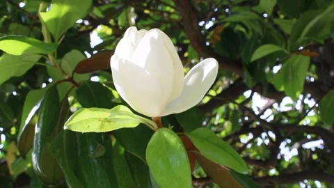 Magnolia Clip Stock Videos – Royalty-Free HD & 4K Videos
