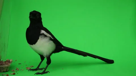 Magpie bird Close up on Green Screen Chr... | Stock Video | Pond5