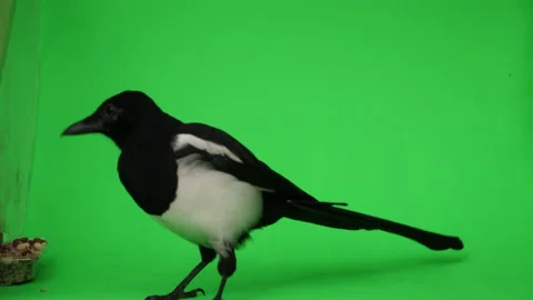 Magpie bird Close up on Green Screen Chr... | Stock Video | Pond5
