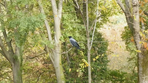 Magpie bird living on wild forest ecosys... | Stock Video | Pond5