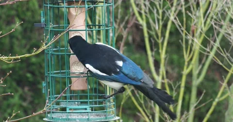 A Magpie with an infected eye feeding in... | Stock Video | Pond5