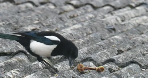 A Magpie, Pica pica feeding on chicken b... | Stock Video | Pond5