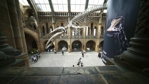 Main hall Natural History Museum main ha... | Stock Video | Pond5