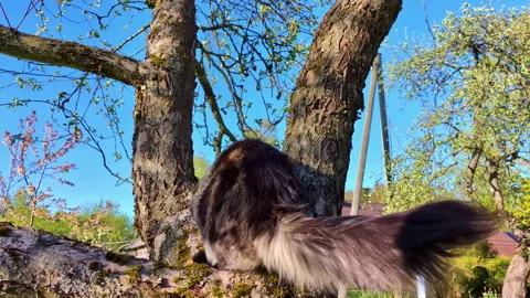 Maine Coon cat sitting on a tree branch ... | Stock Video | Pond5