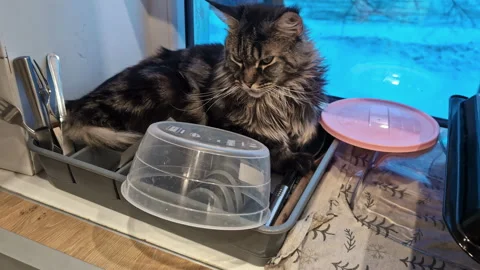 Maine coon house cat decides to nest in ... | Stock Video | Pond5