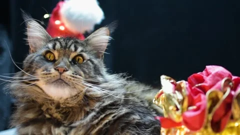 Maine Coon surrounded by Christmas decor | Stock Video | Pond5