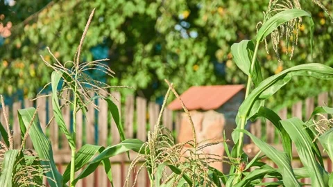 Maiz Grained Stock Video Footage | Royalty Free Maiz Grained Videos | Pond5