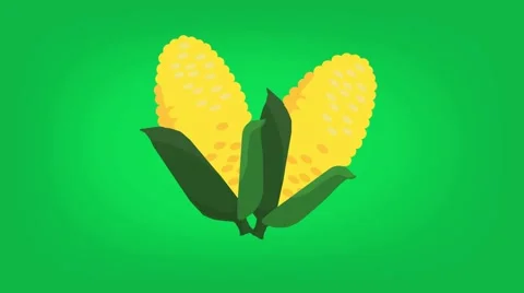 Maize - Vector Graphics - Food Animation... | Stock Video | Pond5