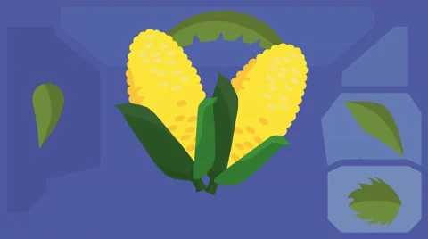 Maize - Vector Graphics - Food Animation... | Stock Video | Pond5