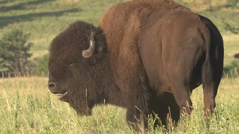 American Bison Stock Video Footage | Royalty Free American Bison Videos ...