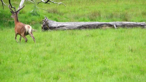 majestic deer walks on green grass and l... | Stock Video | Pond5