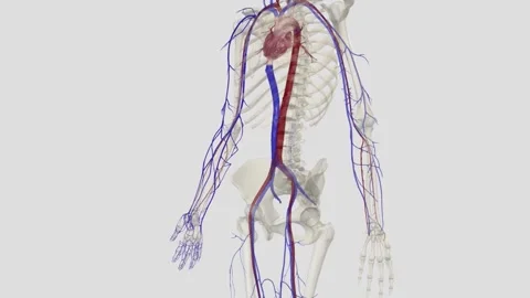 Major Superficial Veins
