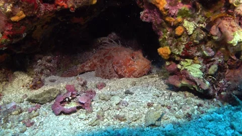Majorca underwater - Two scorpion fish i... | Stock Video | Pond5