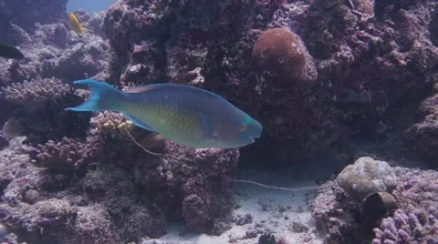 Making Sand: Parrotfish Excretes sand in... | Stock Video | Pond5