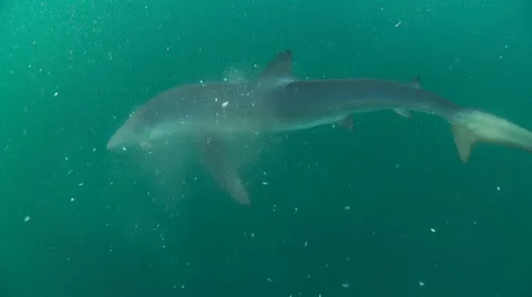 Mako Shark Stock Footage ~ Royalty Free Stock Videos | Pond5
