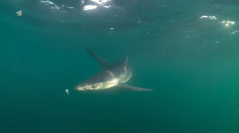 Mako Shark Stock Footage ~ Royalty Free Stock Videos | Page 2