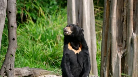 Malayan Bear In Nature, Rare Endangered ... | Stock Video | Pond5