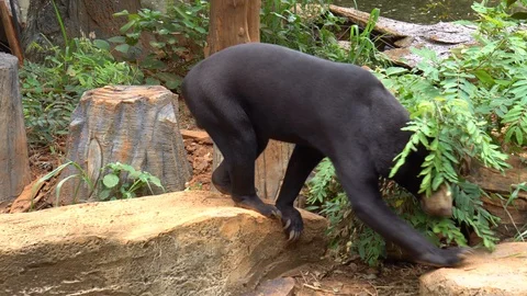 Malayan sun bear or honey bear walking i... | Stock Video | Pond5