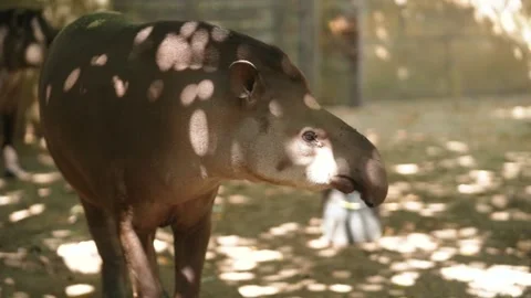 Malayan Tapir Squealing Vocalization in ... | Stock Video | Pond5