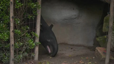 Malayan Tapir standing in zoo exhibit ca... | Stock Video | Pond5