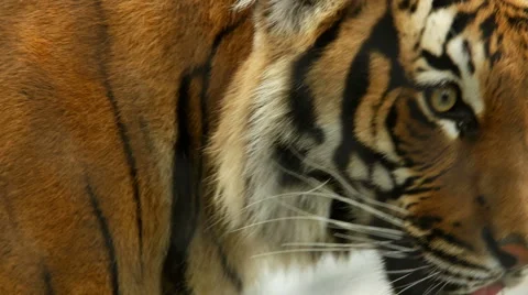 Malayan Tiger Stock Footage ~ Royalty Free Stock Videos | Pond5