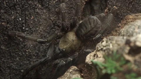 Malaysian Earth Tiger Tarantula, Peninsu... | Stock Video | Pond5