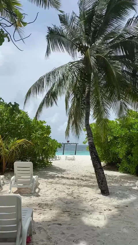 Maldives, sea, ocean, palm trees and bea... | Stock Video | Pond5