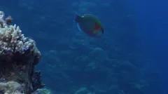 Bowers Parrotfish