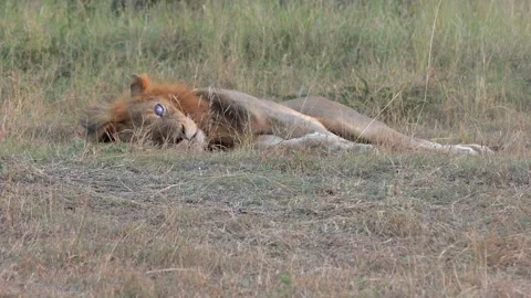 Male African lion, blind in one eye, tak... | Stock Video | Pond5