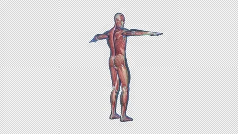 Male A Channel Stock Videos – Royalty-Free HD & 4K Videos | Pond5