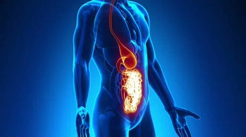 Male anatomy - Human Guts scan | Stock Video | Pond5