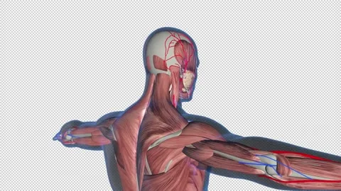 Male Anatomy Muscular System With Alpha ... | Stock Video | Pond5