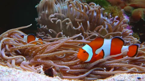 Male and female clown fish, Anemonefish ... | Stock Video | Pond5