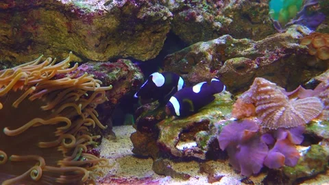 Male and female clown fish, Anemonefish ... | Stock Video | Pond5