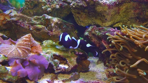 Fish Egg Stock Video Footage | Royalty Free Fish Egg Videos | Pond5