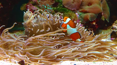 Male and female clown fish, Anemonefish ... | Stock Video | Pond5