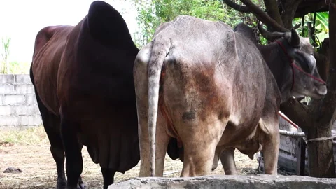 Cows Mating Stock Videos – Royalty-Free HD & 4K Videos