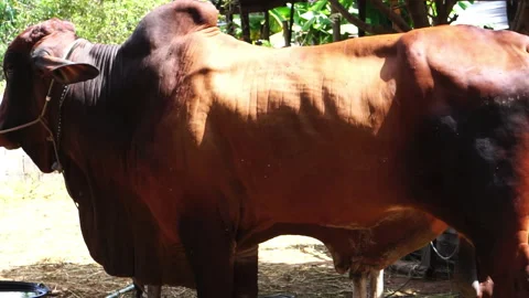 Cows Mating Stock Videos – Royalty-Free HD & 4K Videos