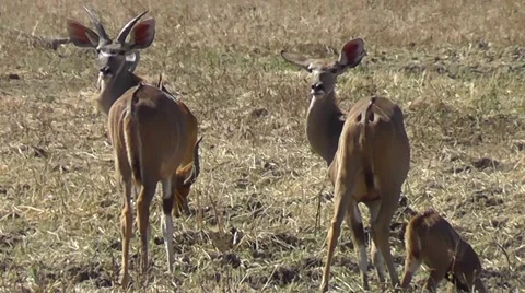 Female Heads Stock Footage ~ Royalty Free Stock Videos | Pond5