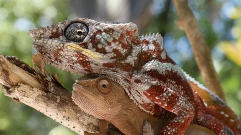 Animal Copulation Stock Video Footage | Royalty Free Animal Copulation ...