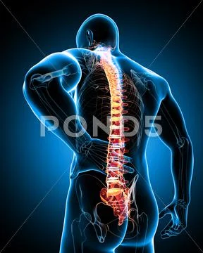 Male back pain anatomy Stock Illustration ~ #38690272