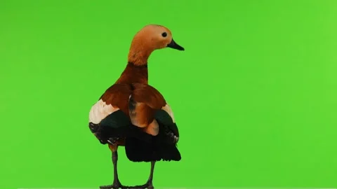 male Beautiful bright red duck (Ogar) ro... | Stock Video | Pond5